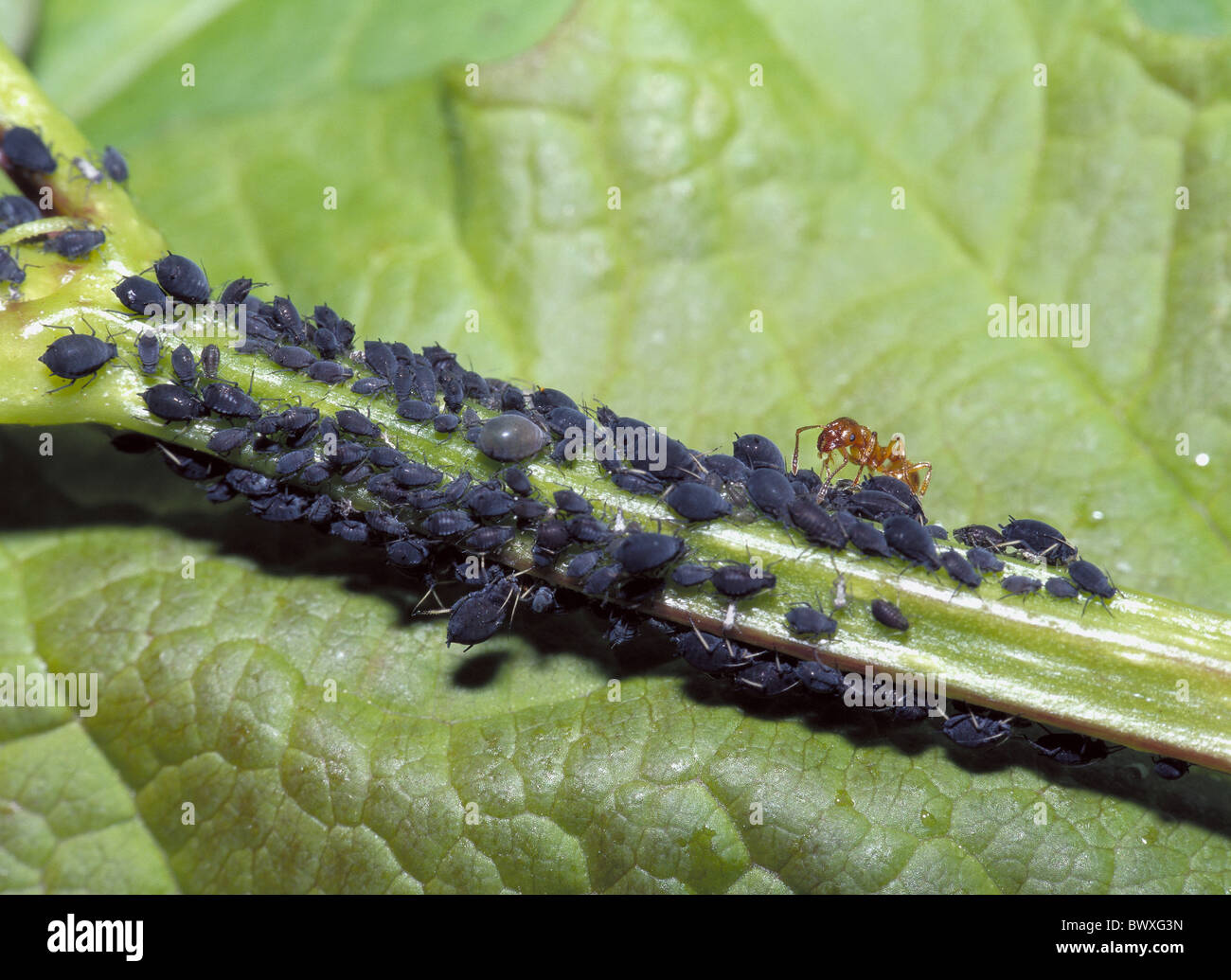 pests aphides black stalk leaf ant insects Stock Photo - Alamy