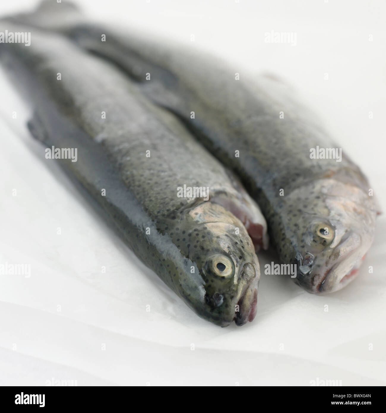 Kitchen specimen hi-res stock photography and images - Alamy