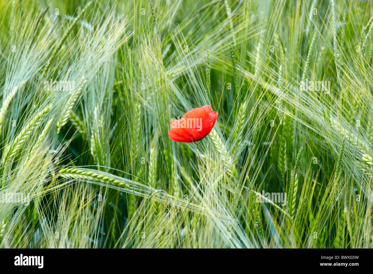 A single poppy in a field of barley at Snowshill in Gloucestershire ...