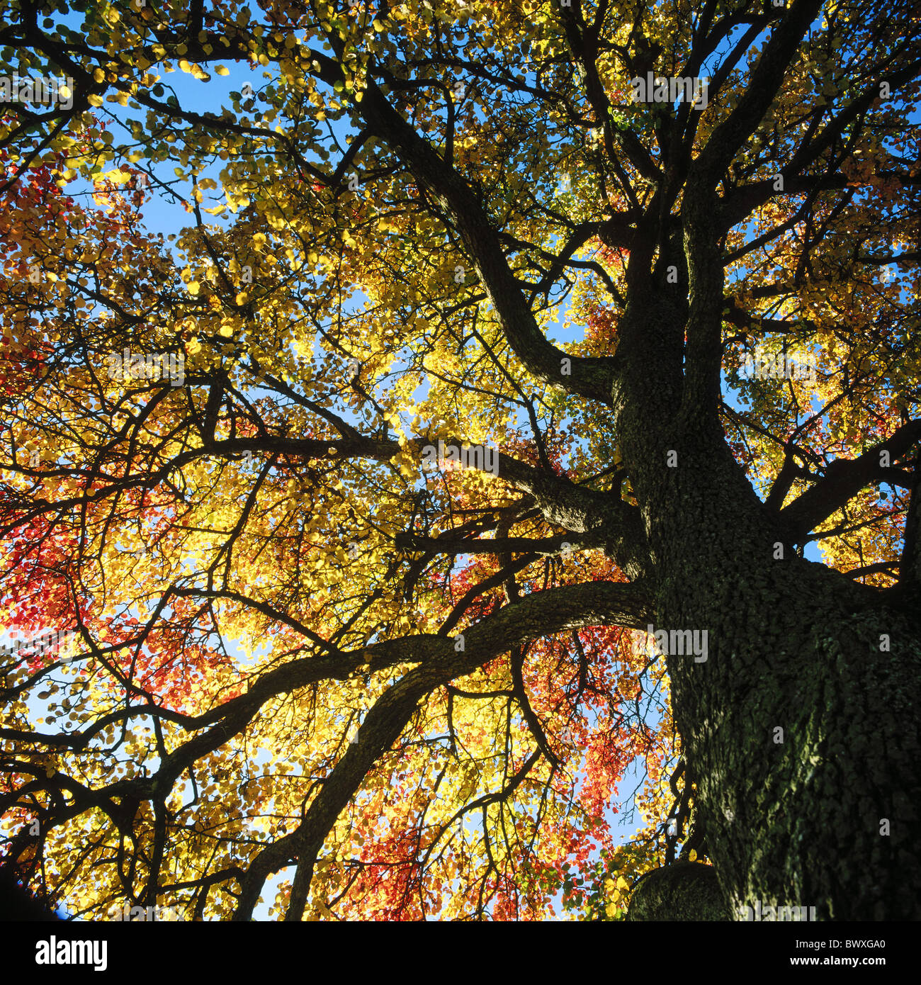 trees tree top trunk bright colours back light autumn foliage ...