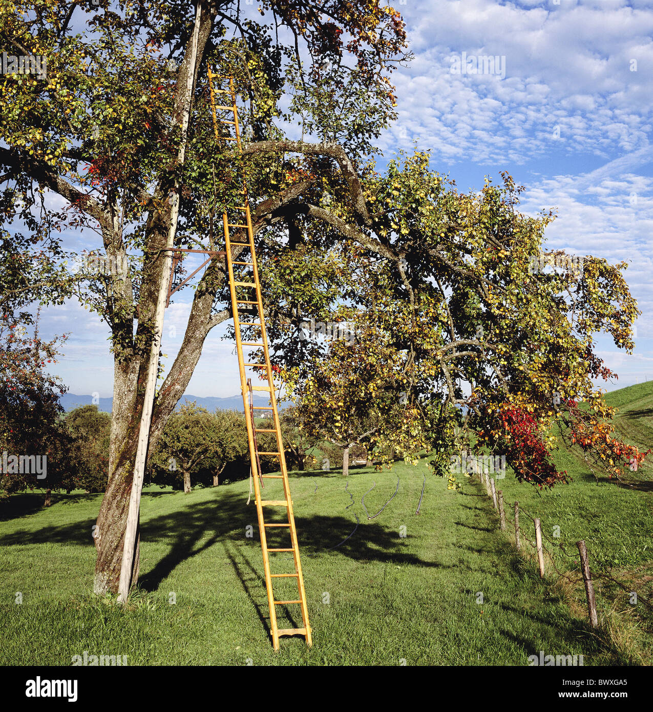 pear tree tree pears light bulbs harvest crop supported leader ladder ...