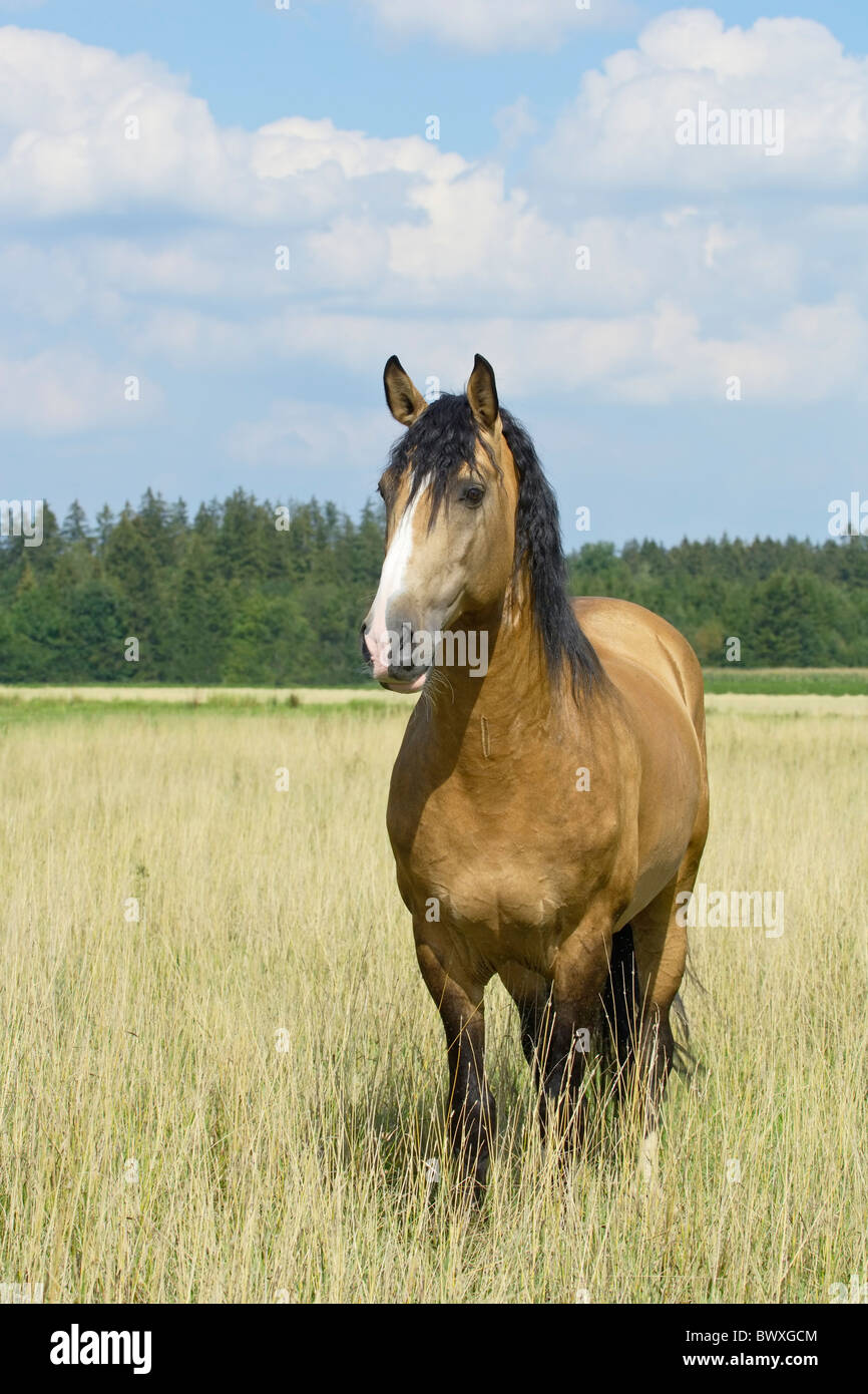 Lusitano horse stallion standing in the field Stock Photo - Alamy