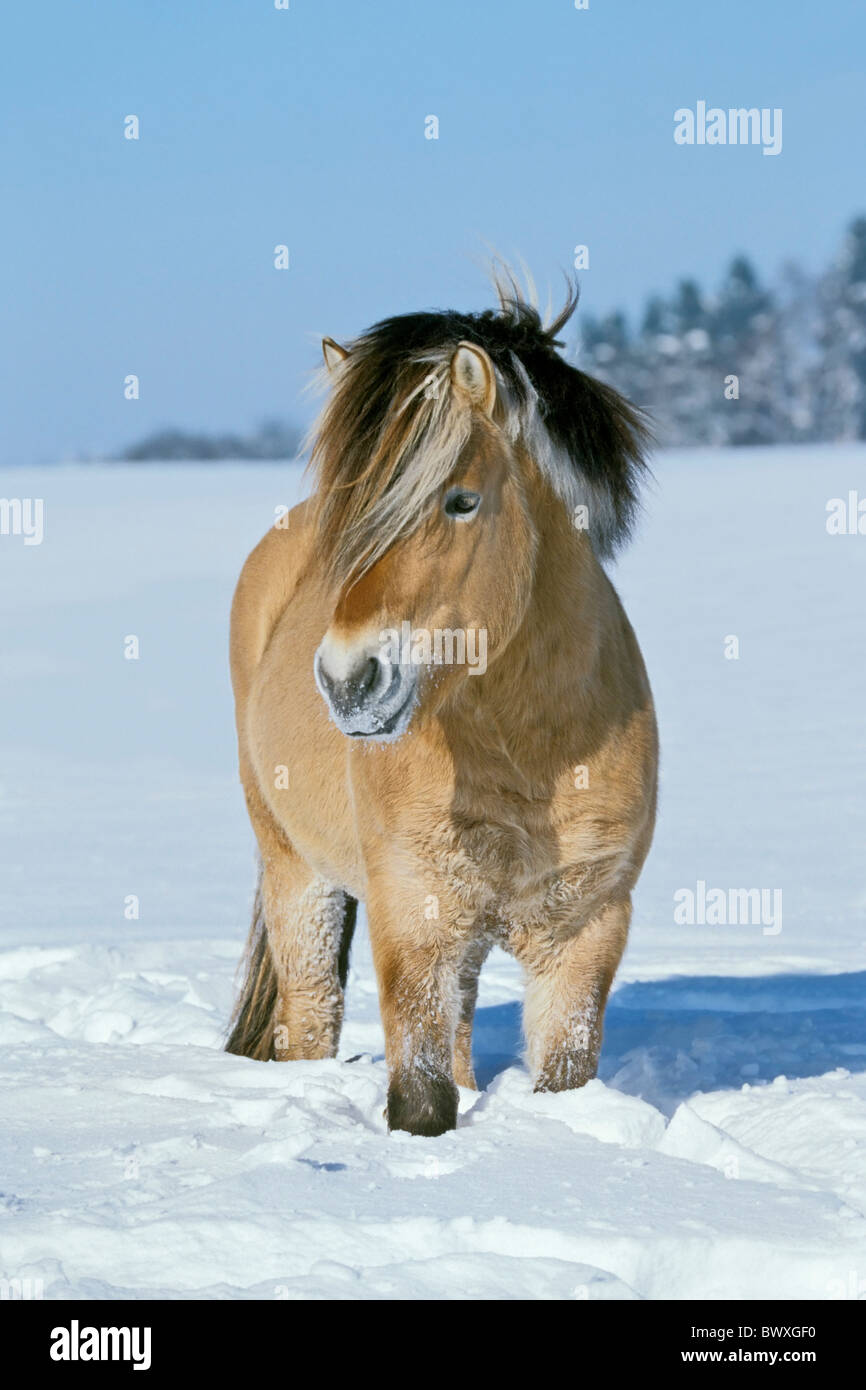 Norwegian fjord horse stallion standing hi-res stock photography and ...