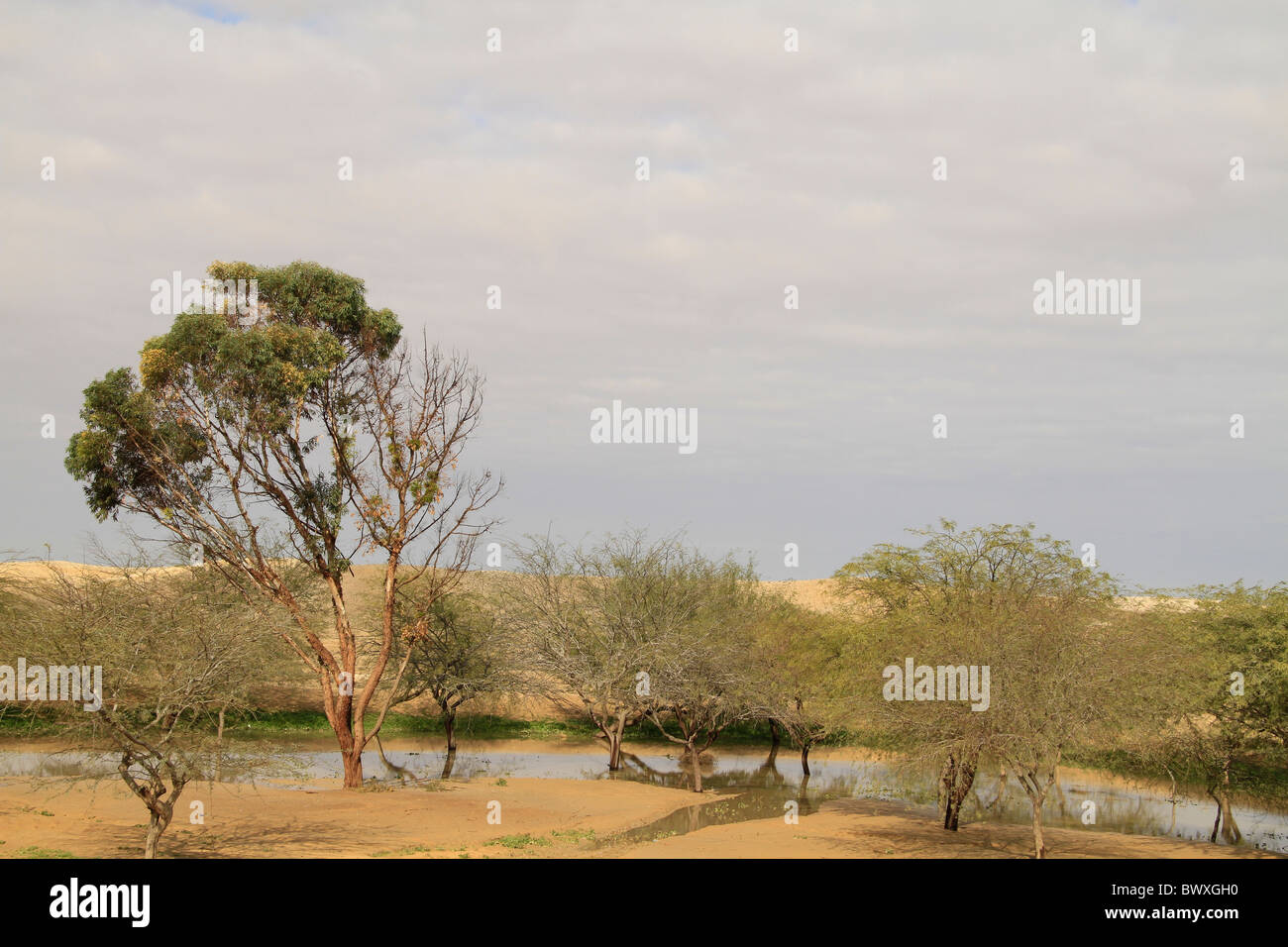 Israel, flooded Liman in the Negev Stock Photo - Alamy