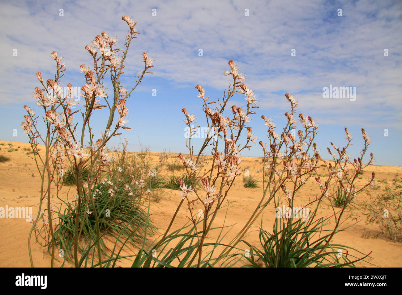 Israel, Negev, Common Asphodel flowers in the desert Stock Photo - Alamy