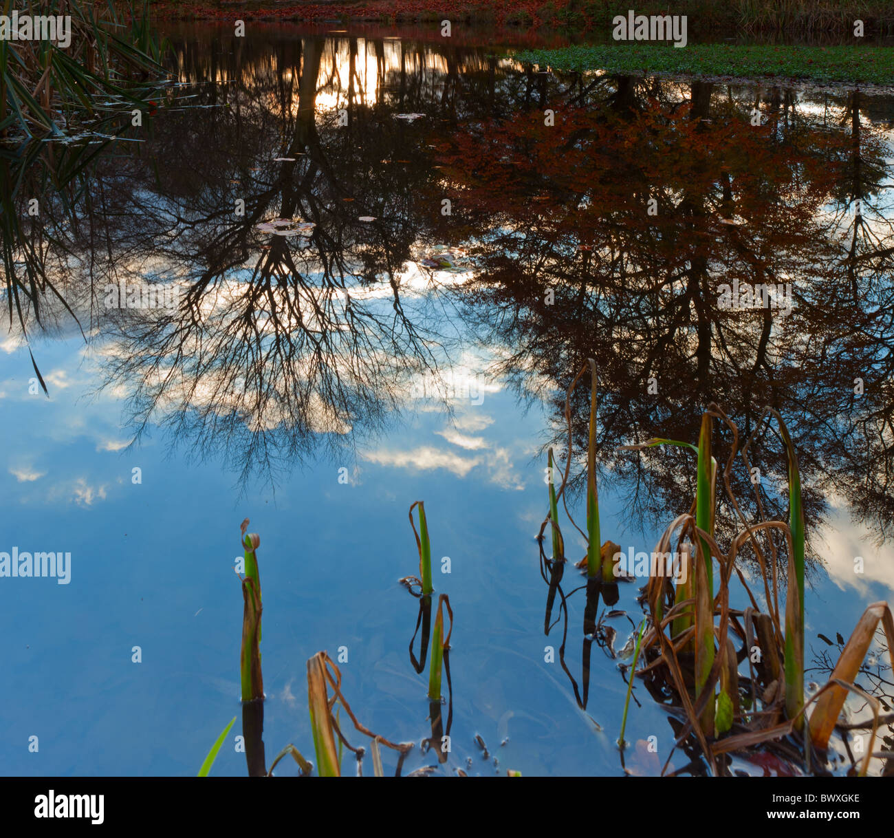 Reflections, Lumsdale Mill Pond Stock Photo - Alamy