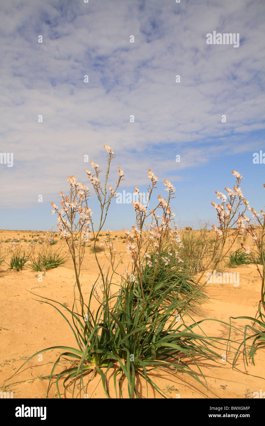Negev flowers hi-res stock photography and images - Alamy