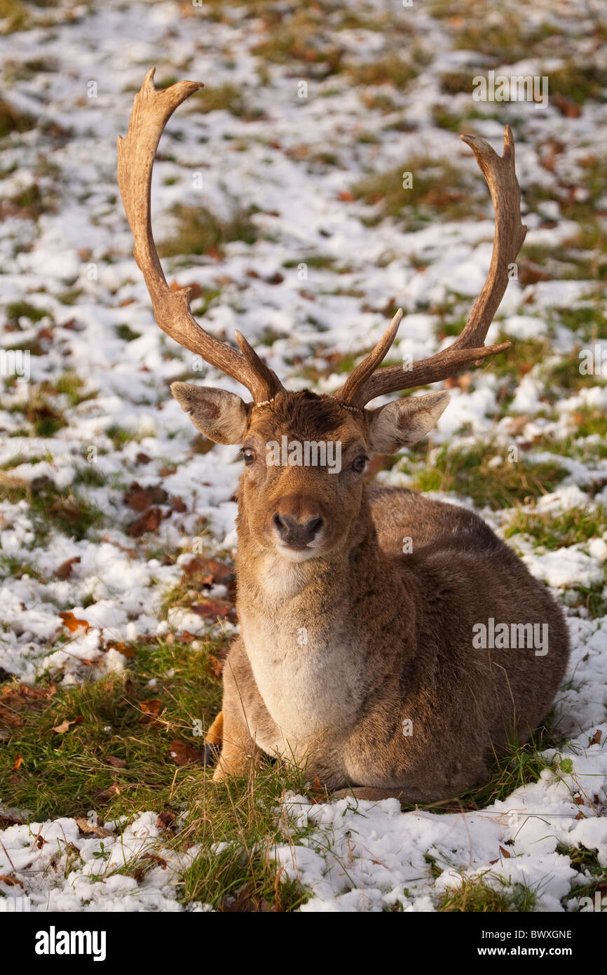 Burghley House deer resting after snow fall Stock Photo - Alamy