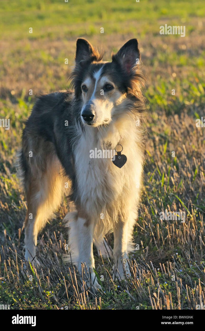 Rough collie dog hi-res stock photography and images - Alamy