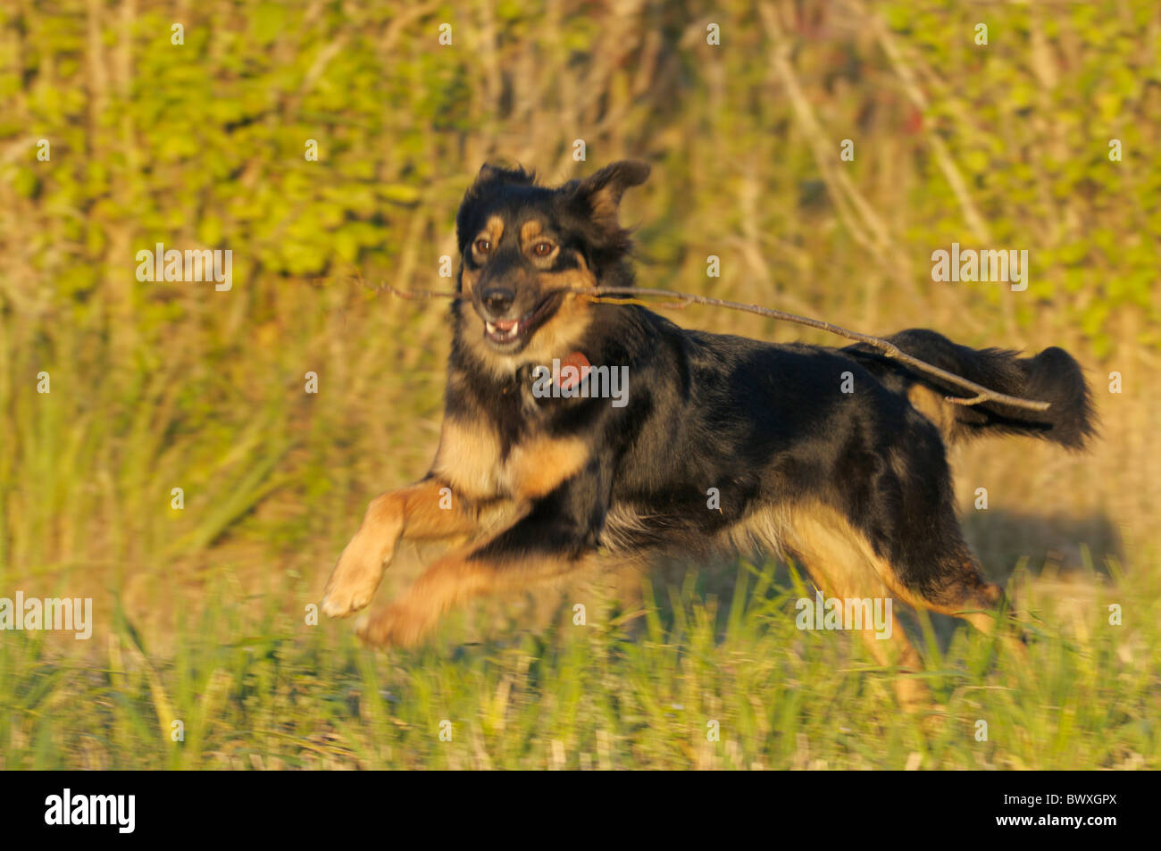 Australian shepherd dog running in hi-res stock photography and images ...