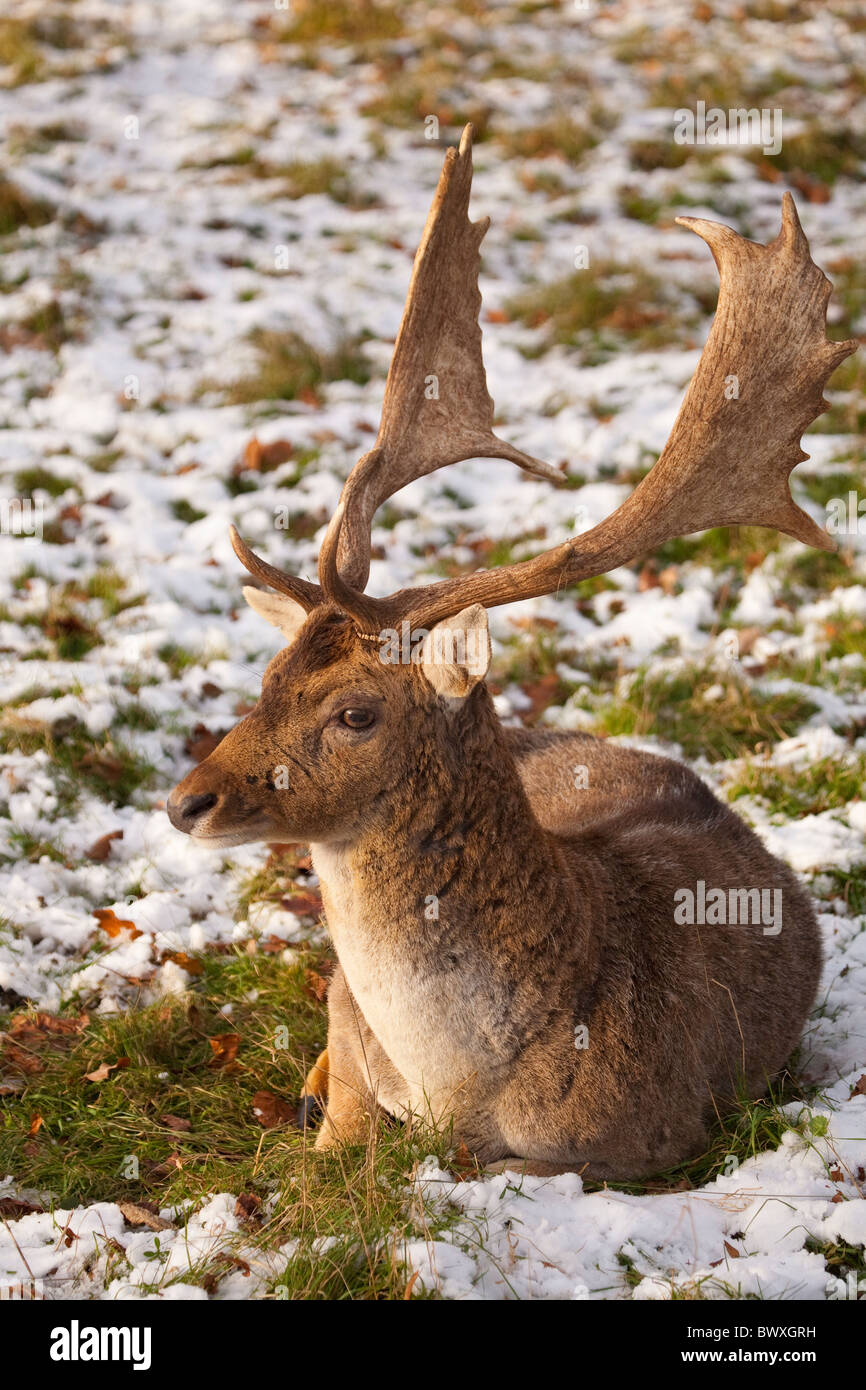 Burghley House deer resting after snow fall Stock Photo - Alamy