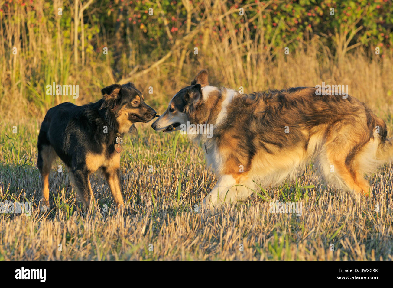 Australian sheppard and Rough collie dogs playing together Stock Photo ...