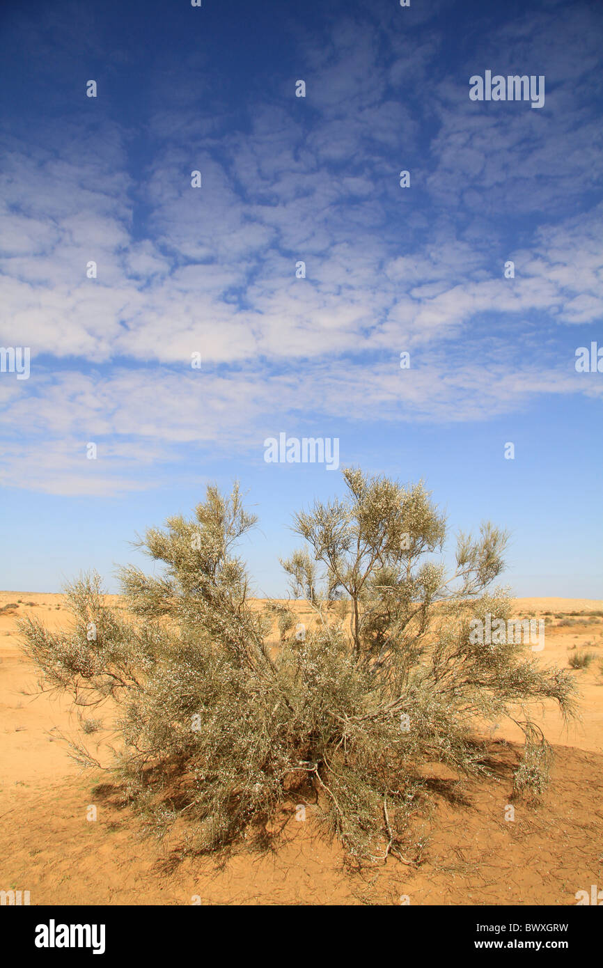 Israel, Negev, White Broom blooming near Halutza Stock Photo - Alamy