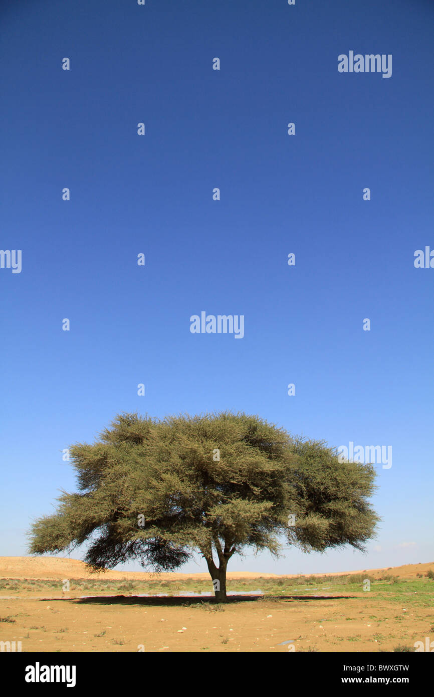 Acacia tree hi-res stock photography and images - Alamy