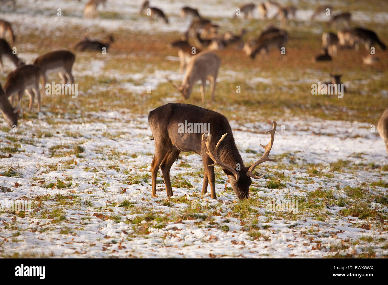 Deer feeding snow hi-res stock photography and images - Alamy
