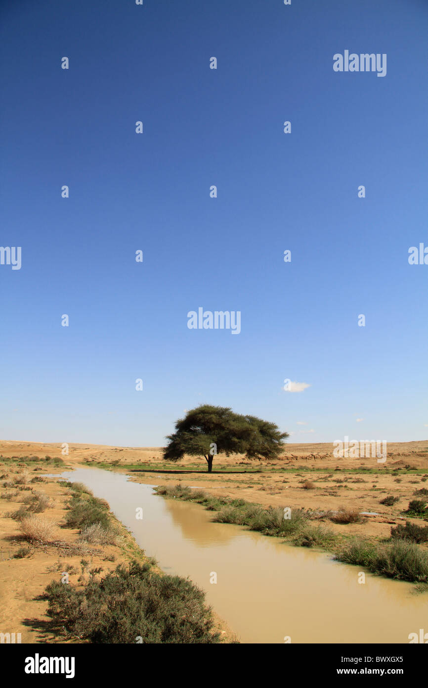 Acacia desert israel tree hi-res stock photography and images - Alamy