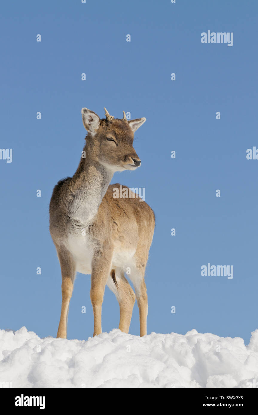 Captured deer hi-res stock photography and images - Alamy