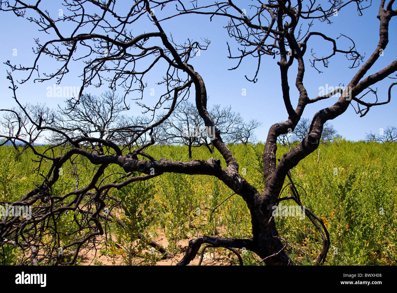 Bush fire damage hi-res stock photography and images - Alamy