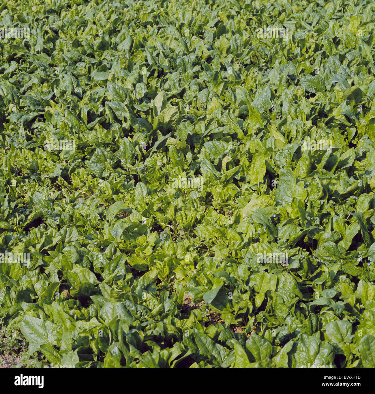 10323108 hi-res stock photography and images - Alamy