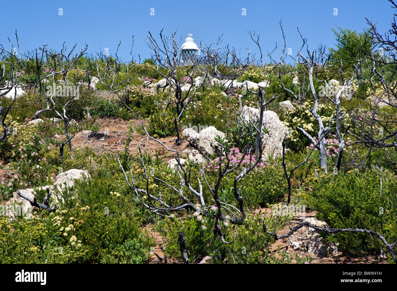 Cape Naturaliste lighthouse peeps over the fire damaged bush clad ...
