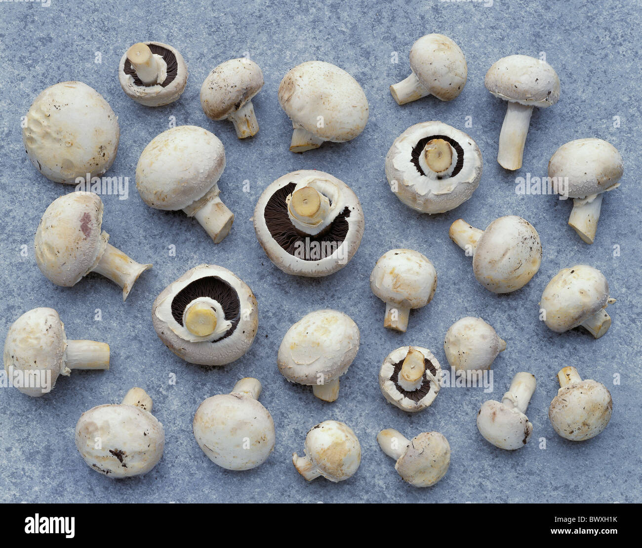 mushroom enjoyable champignon still life studio vegetables food eating ...