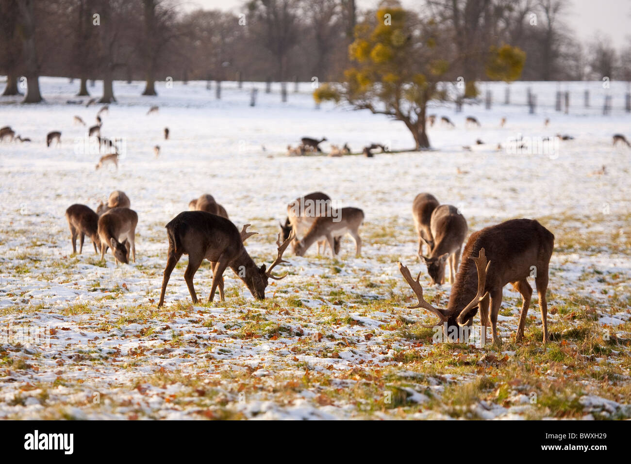 Burghley House deer herd feeding after snow fall Stock Photo - Alamy