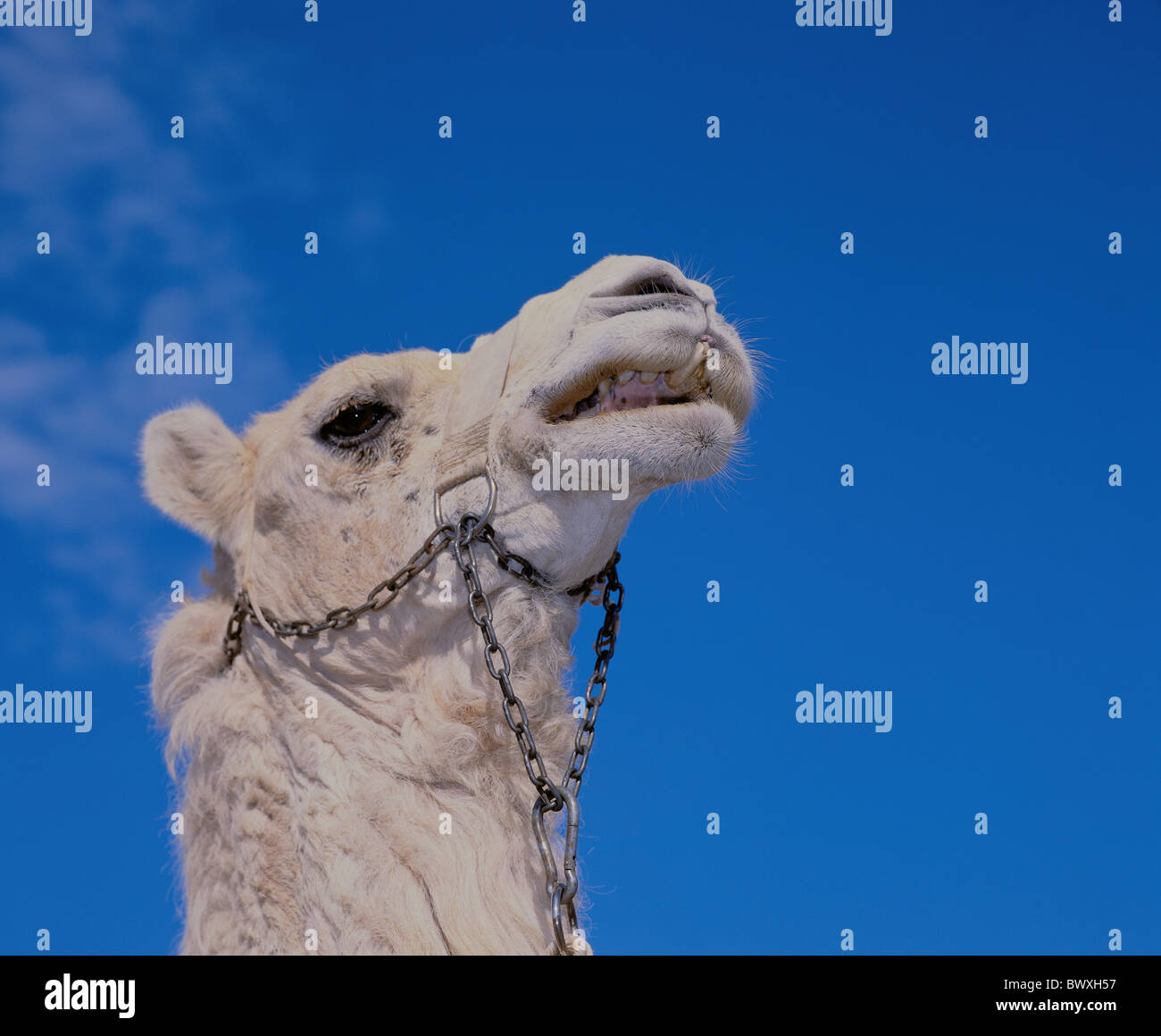 camel head halter chain fur white Spain Europe Gran Canaria Canary ...