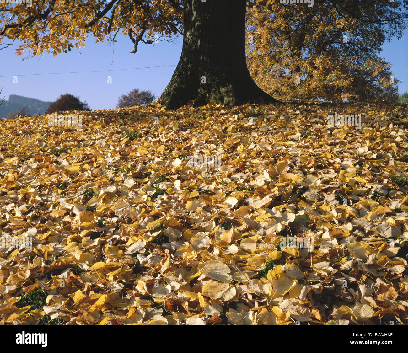 Bottom leaves hi-res stock photography and images - Alamy