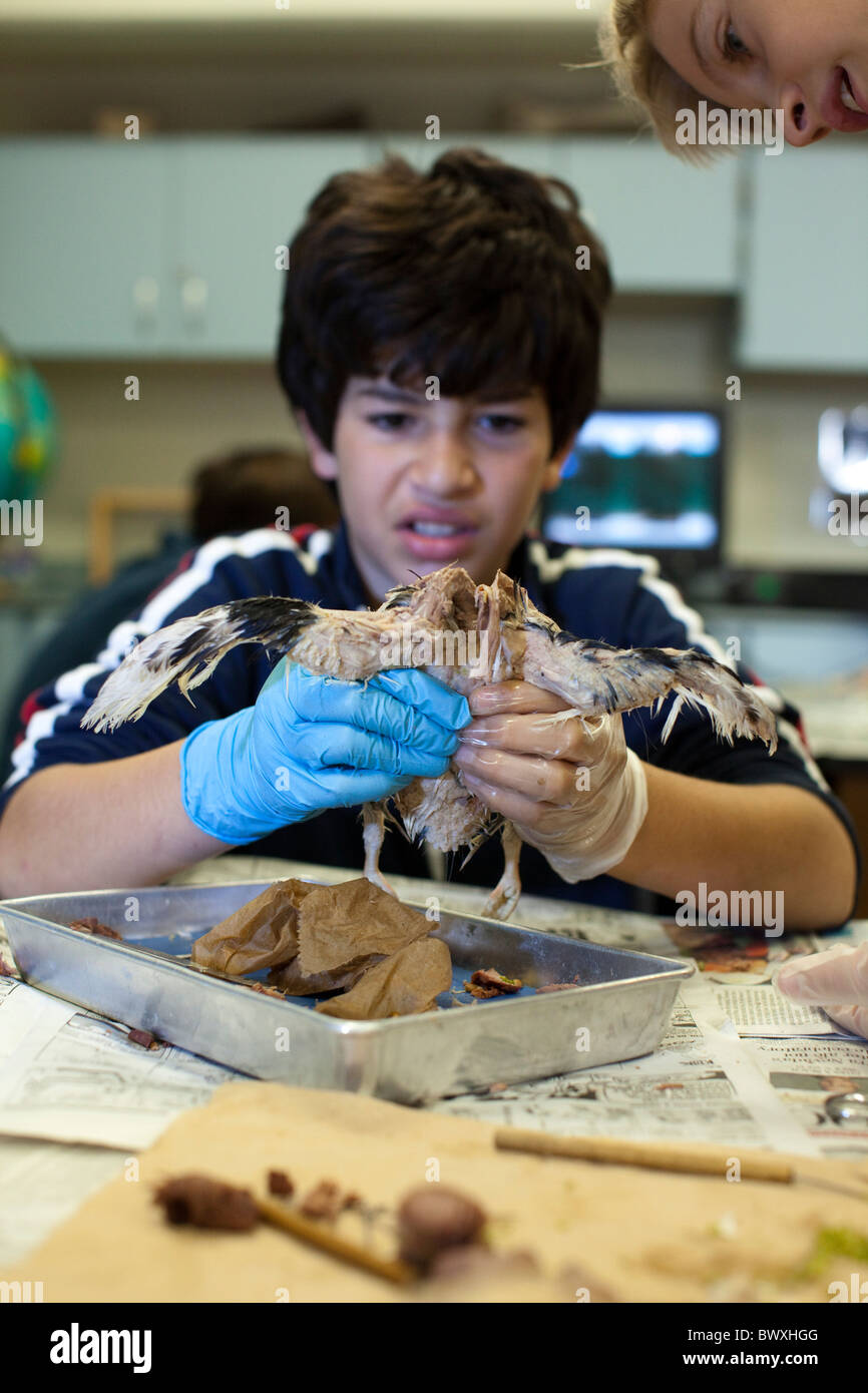Eighth grade animal science student performs dissections on common ...