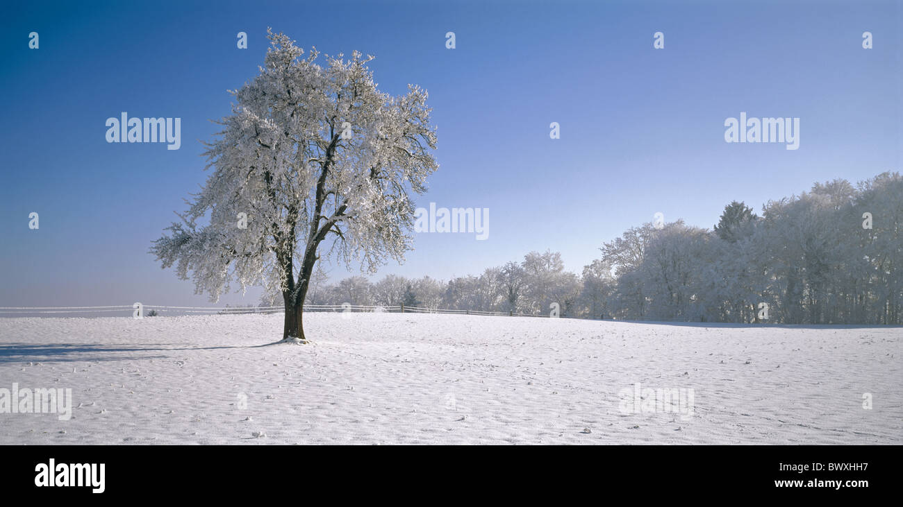 covered 10327870 pear tree tree field snow wood forest winter fence ...