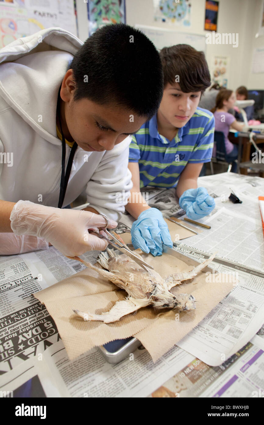 Pigeon dissection hi-res stock photography and images - Alamy