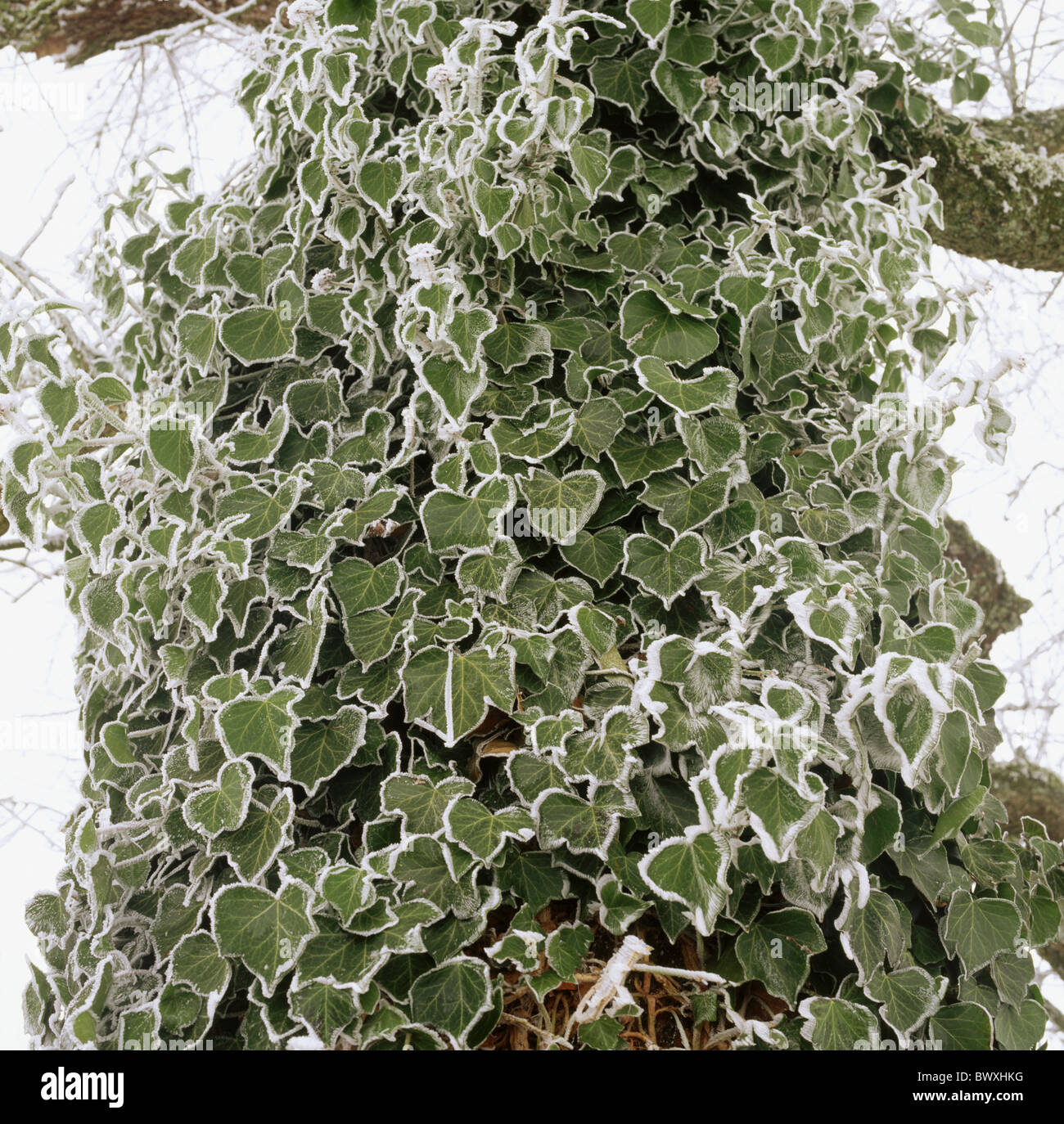 leaves ivy plants hoarfrost snow winter cold Switzerland Stock Photo ...
