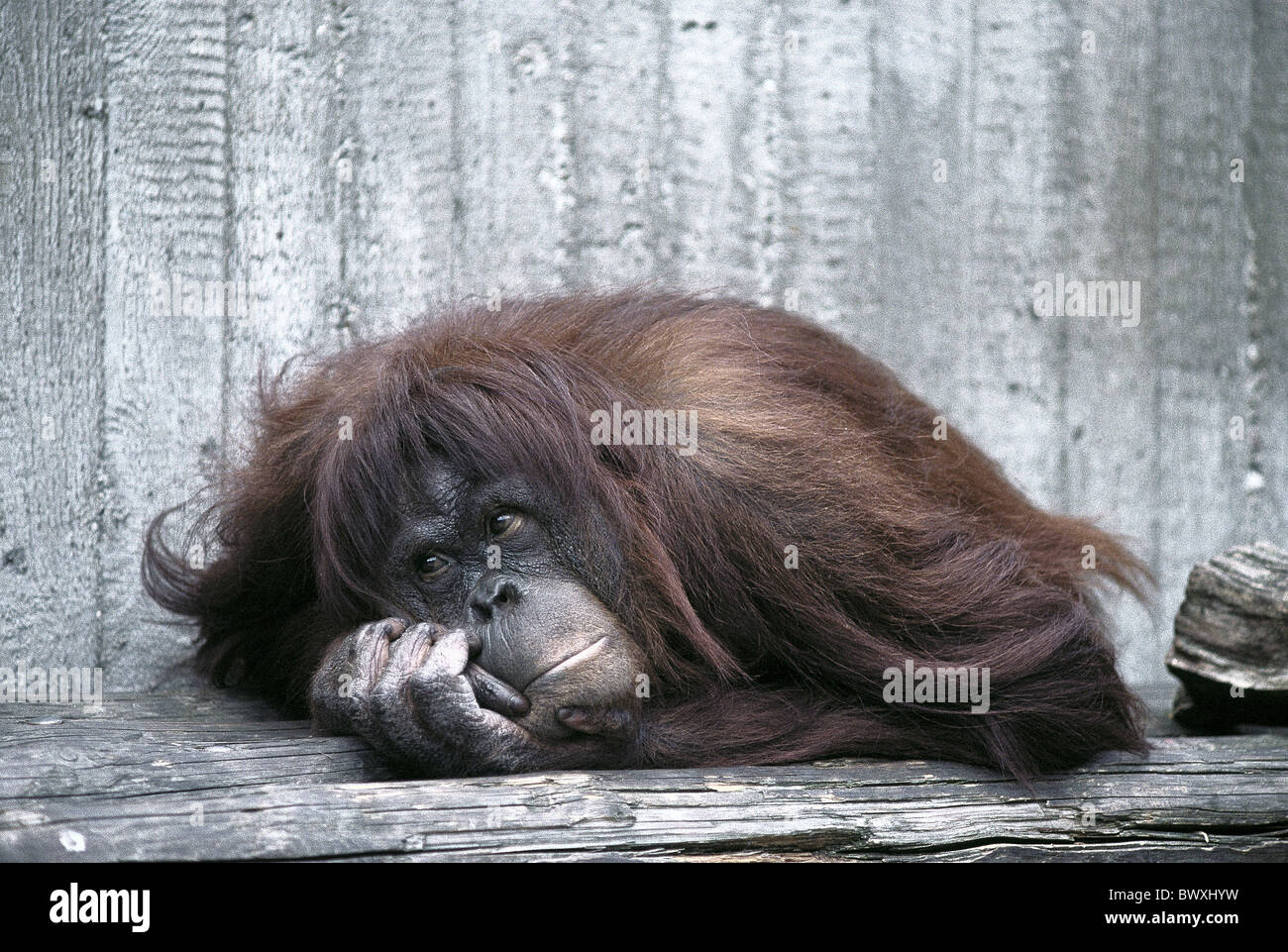 orang-utan ape Pongo pygmaeus lie frontal look glance sadly zoo monkey ...