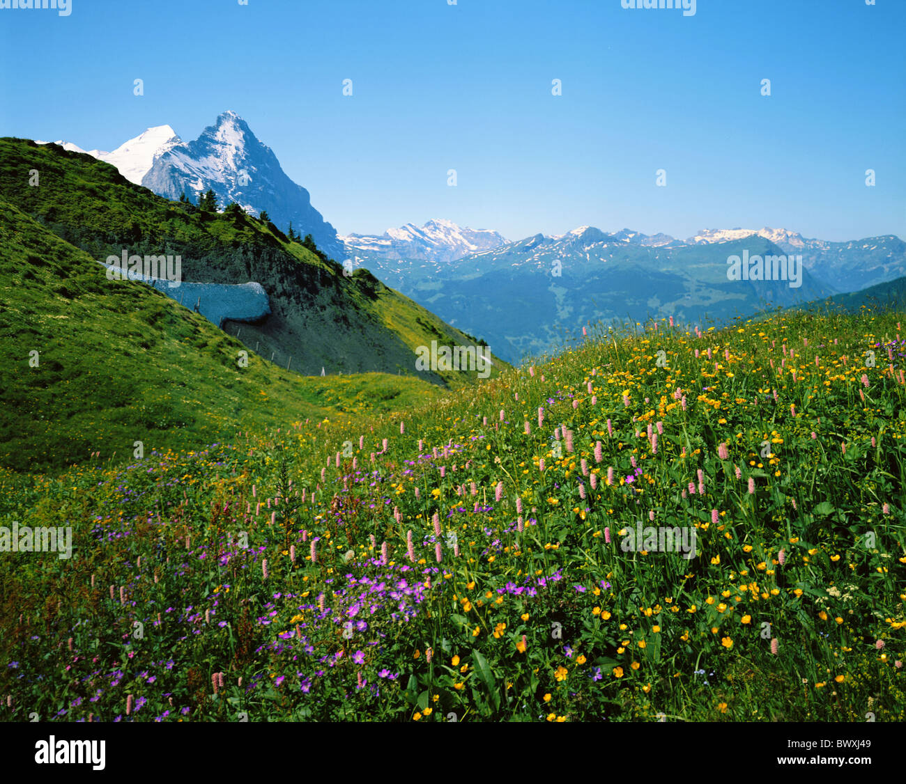 alp mountain panorama Alps mountains Bernese Oberland canton Bern ...