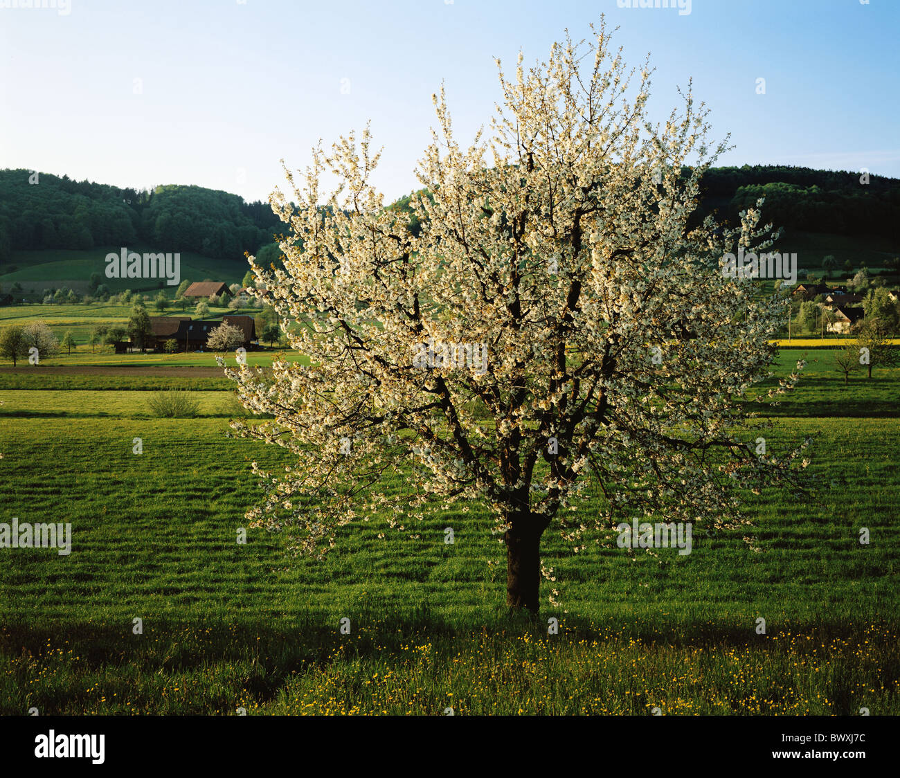 Hitzkirch hi-res stock photography and images - Alamy