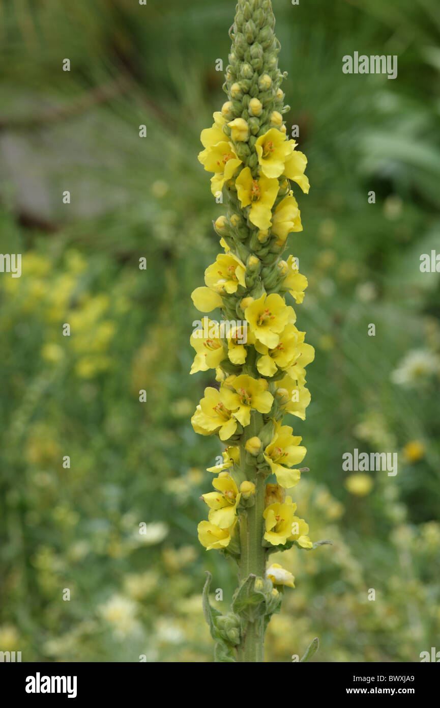 Verbascum thapsus Great Mullein Stock Photo - Alamy