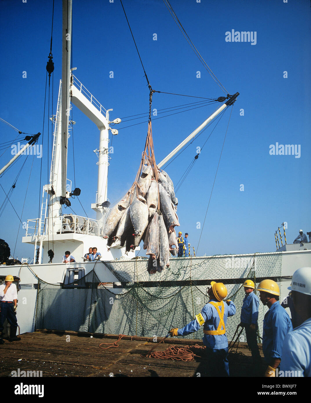 worker catch fishing fishery Japan Asia ship deck protective helmets ...