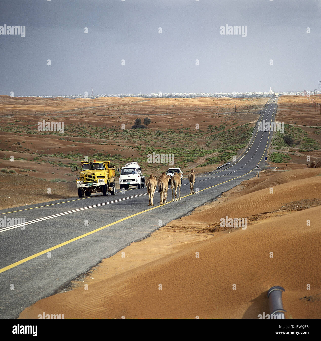 Abu Dhabi UAE emirates Al Ain tarred background camels trucks town city ...