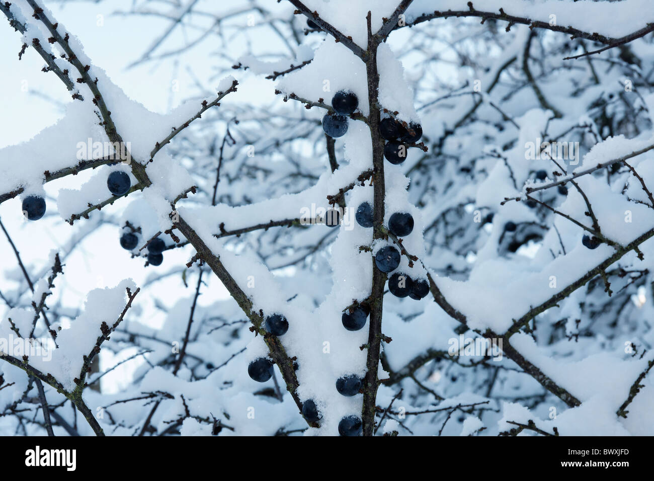 Sloes covered in snow Stock Photo - Alamy