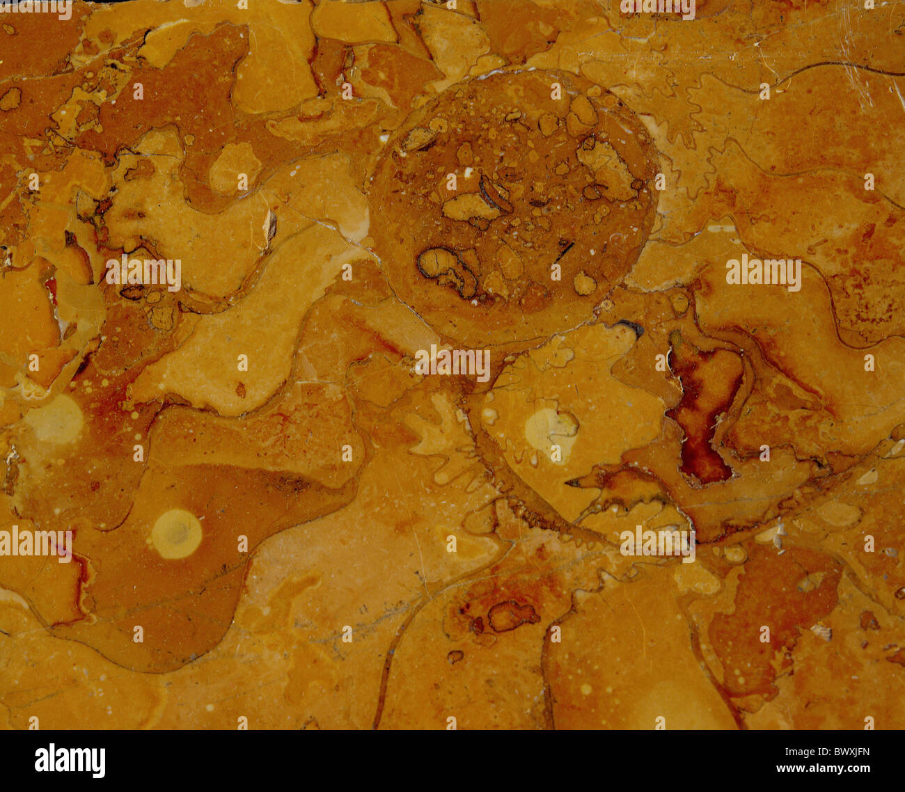 fossilization ammonite detail structure concept stone marble fossils ...