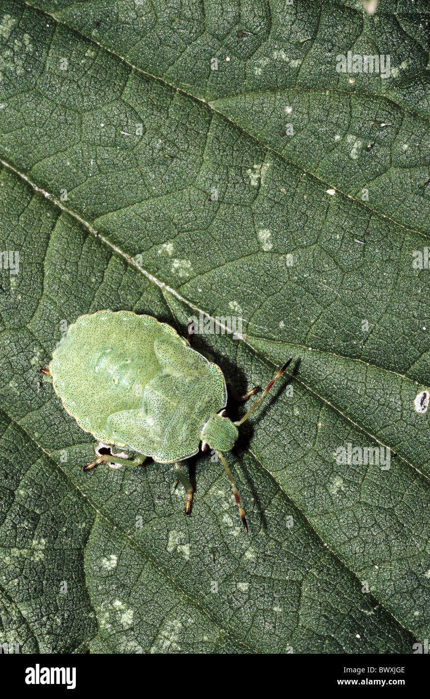 bug green adaptation insect foliage bug mimicry leaf close-up Stock ...