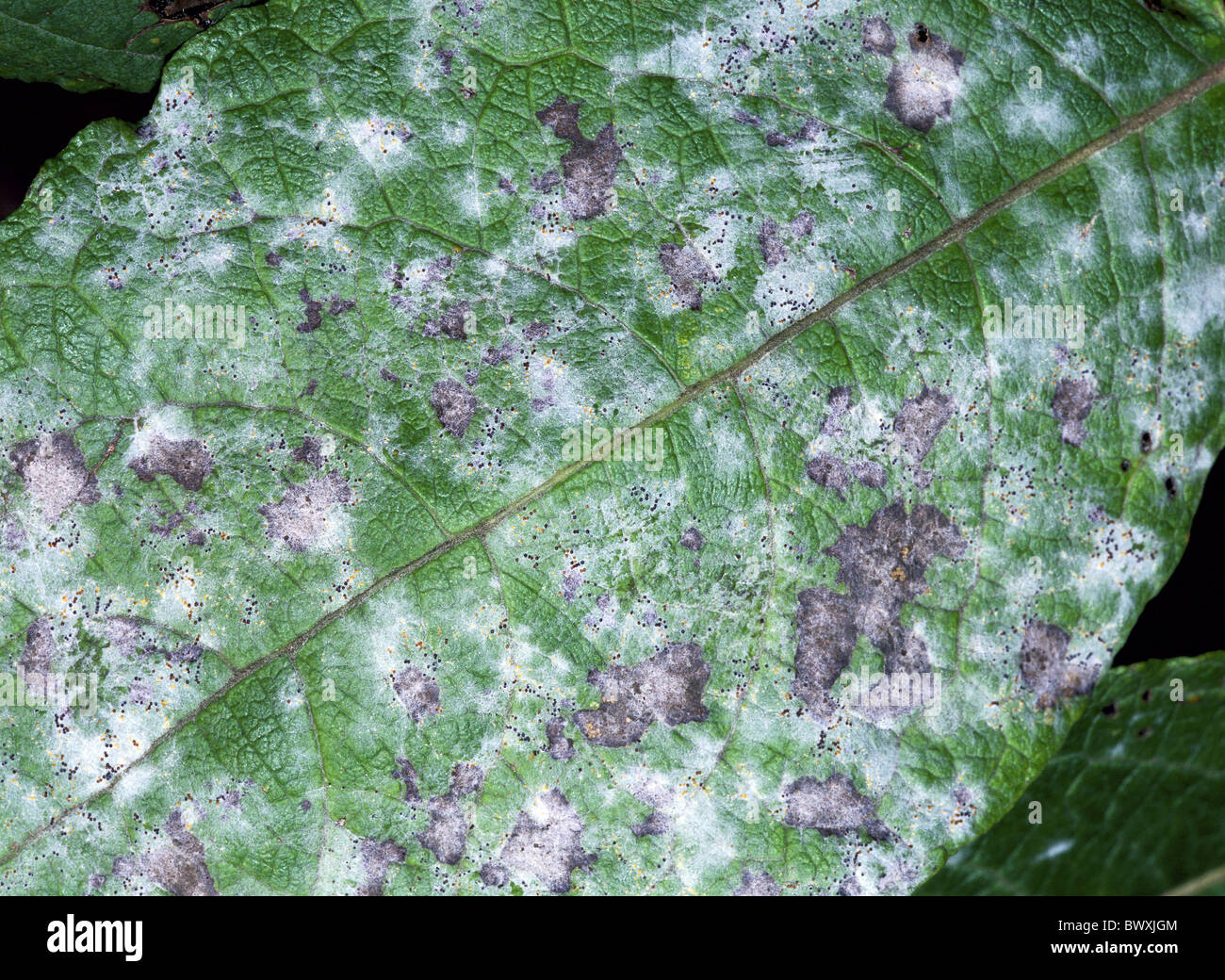 leaf real mildew blight close-up pests Uncinula necator mildew blight ...