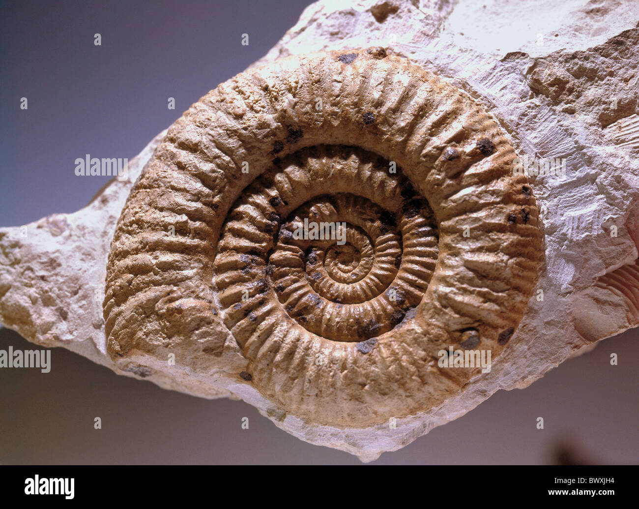 fossilization snail ammonite Jura Switzerland Europe Malm fossils fuddy ...
