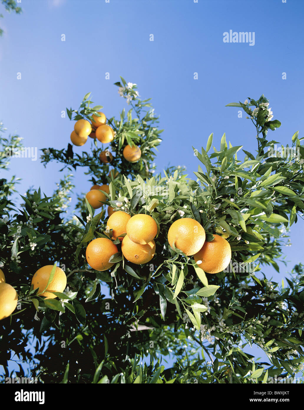fruits agriculture oranges branch province Valencia Spain Europe Stock ...