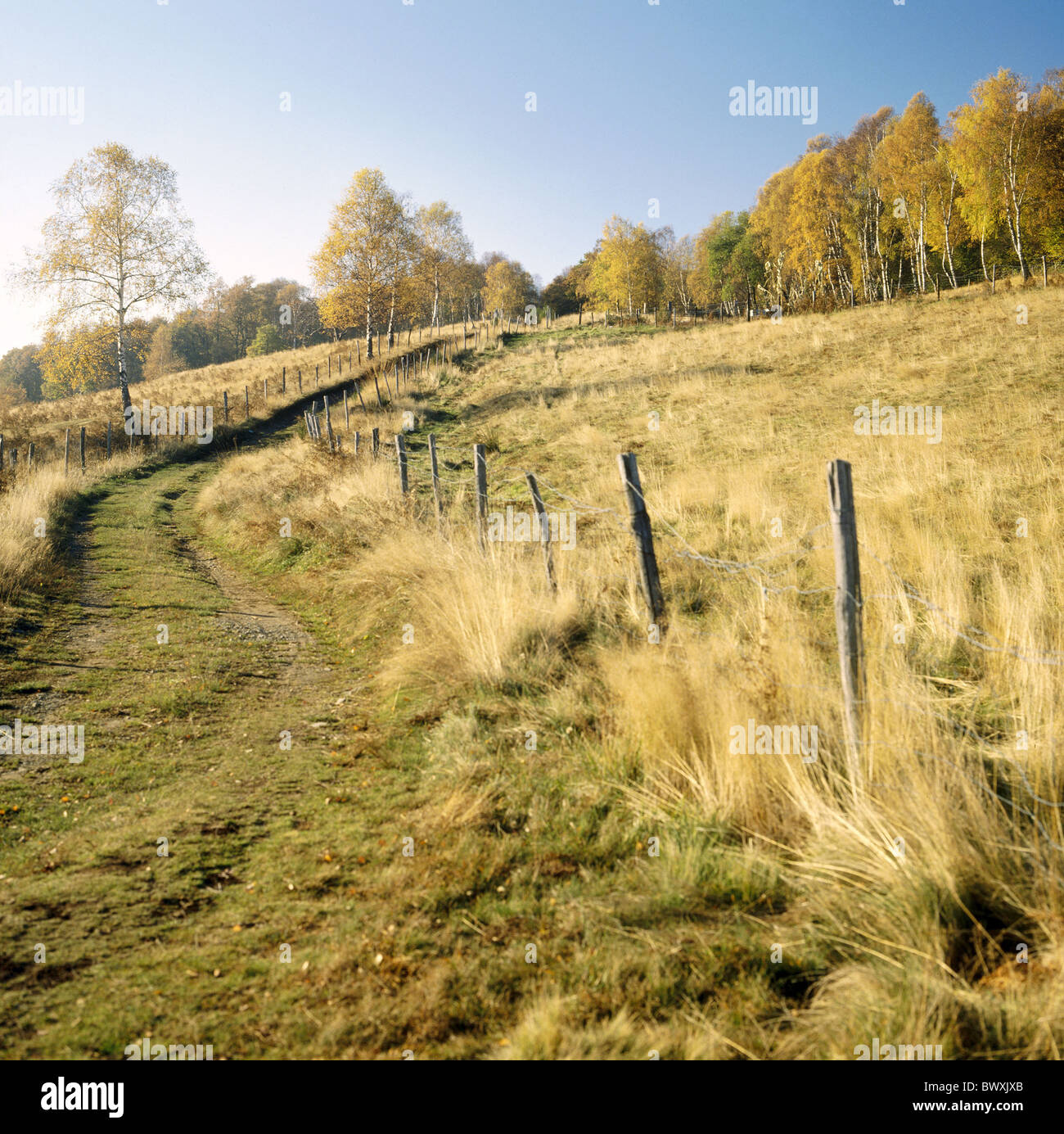 alp country lane grass autumn edge of forest field Switzerland Stock ...