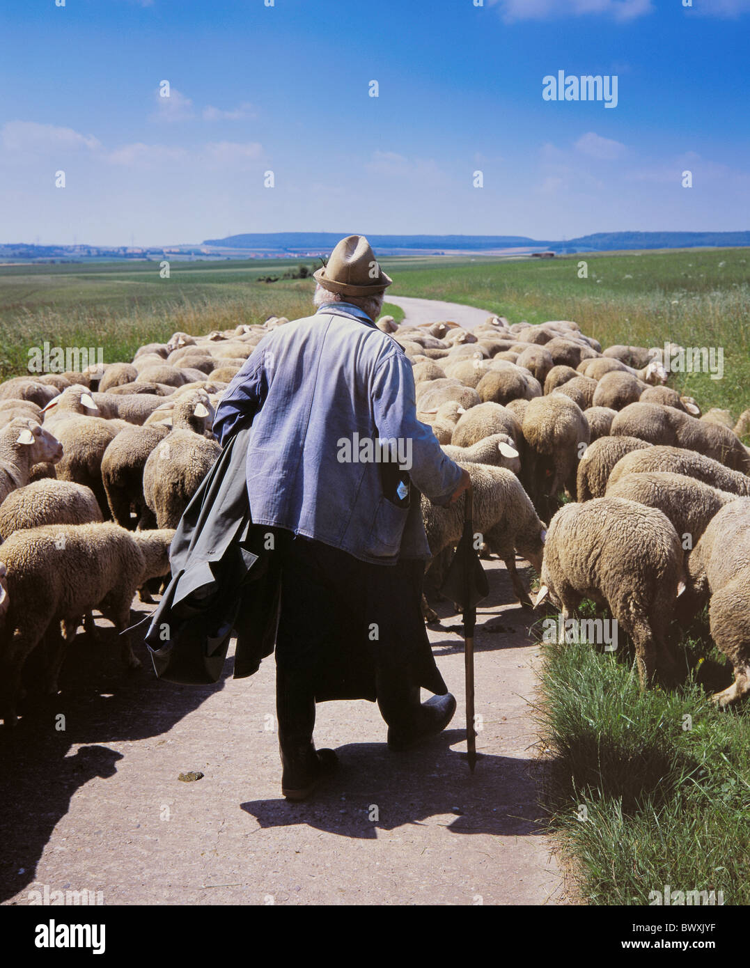 animals beasts flock of sheep street scenery shepherd back view ...