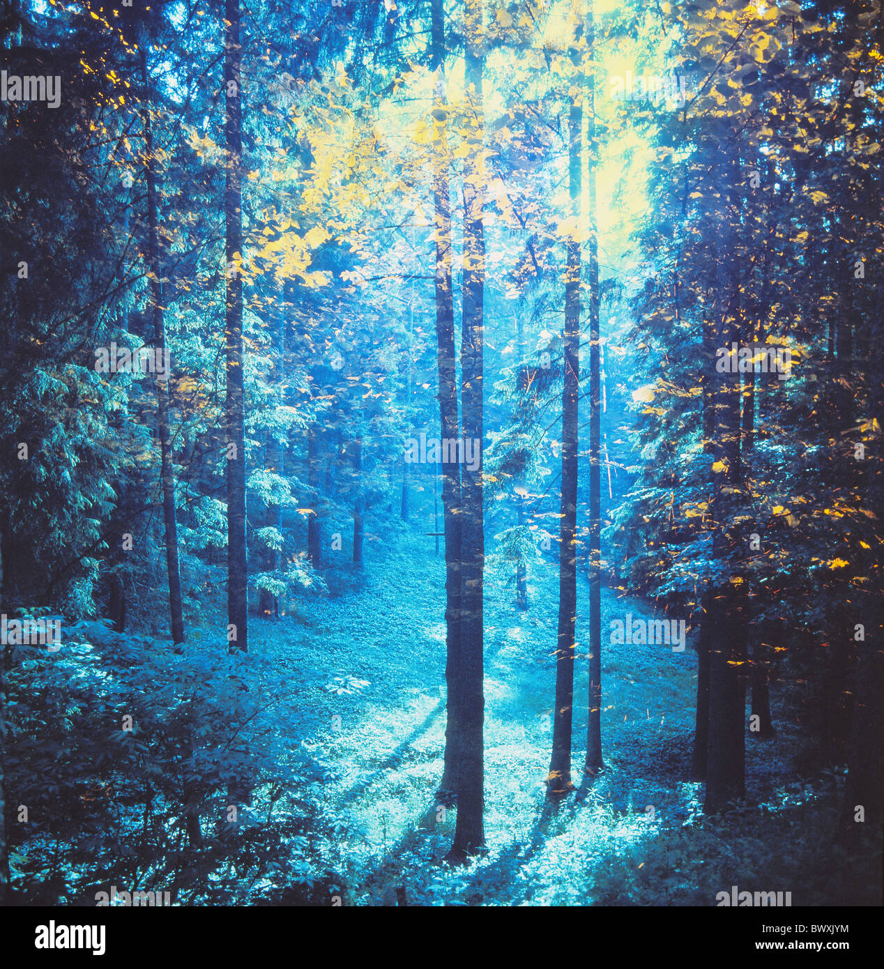 scenery wood forest inside clearing blue filter double exposure trees ...
