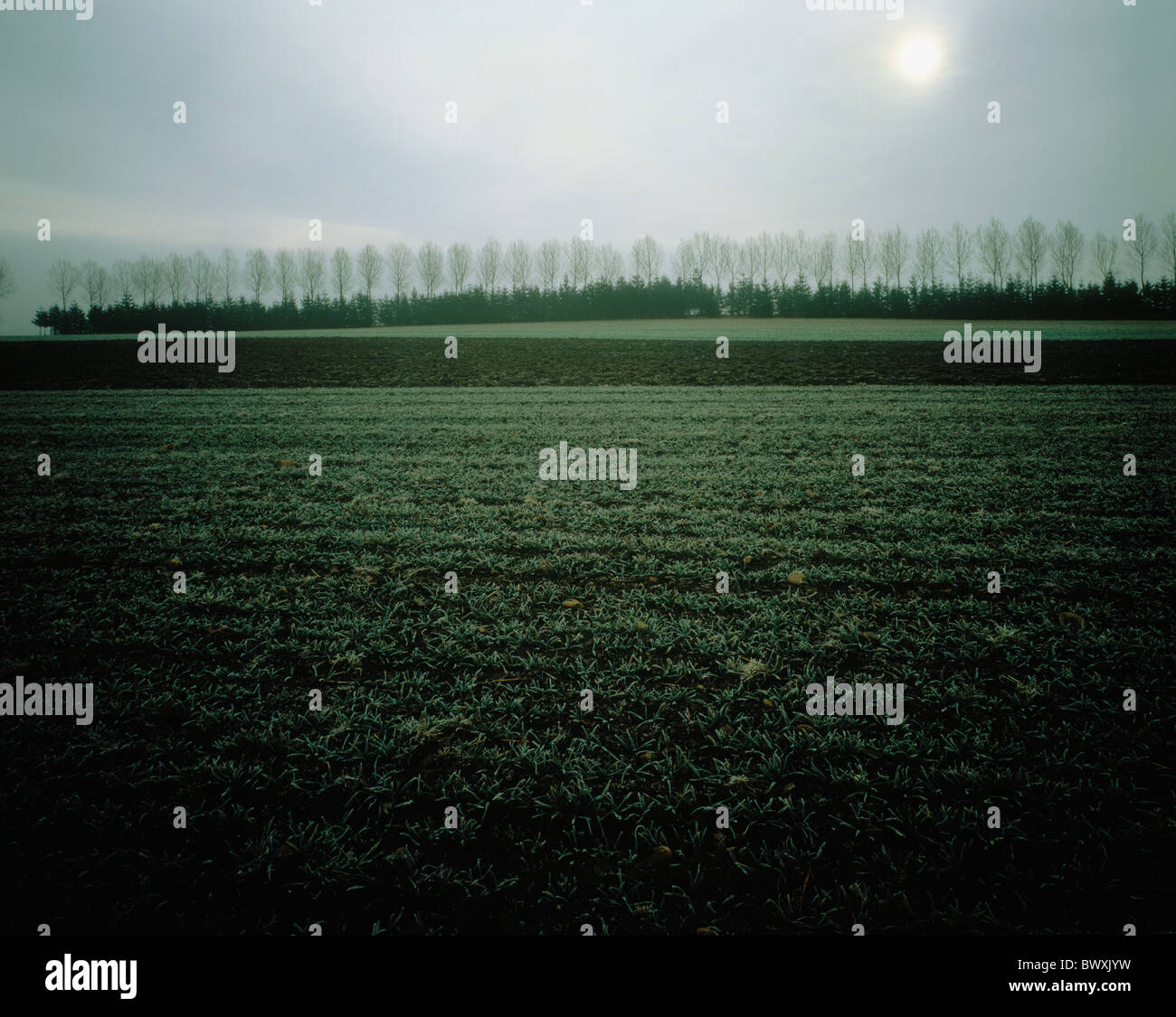 scenery field avenue field spring season Poyet Rances hoarfrost ...