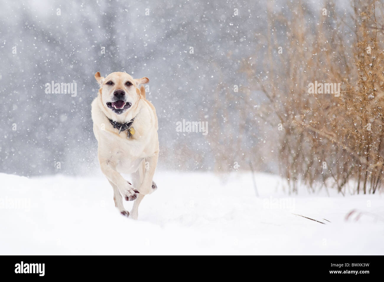 Yellow Labrador Retriever dog running in snow Stock Photo - Alamy