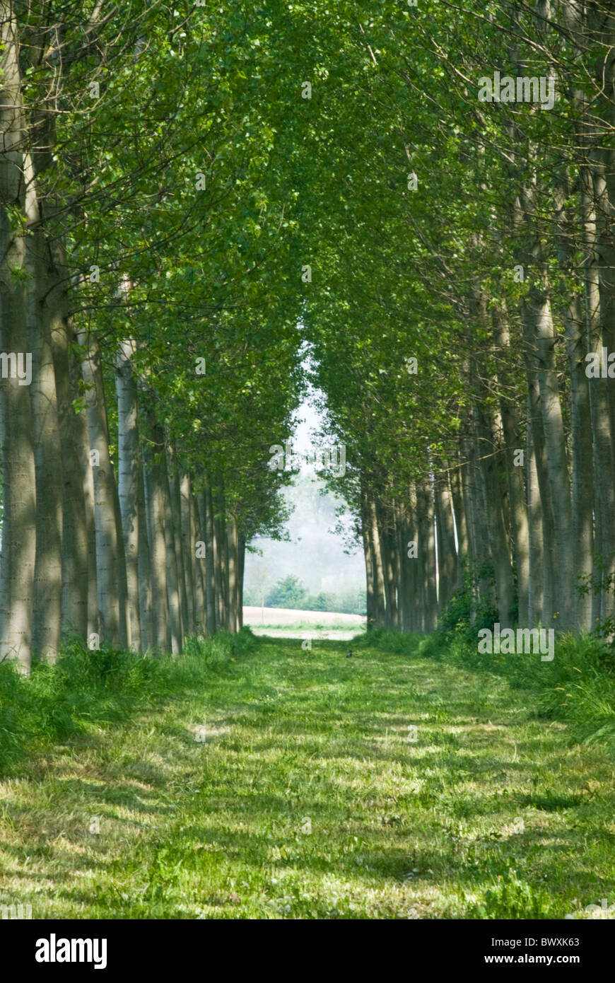 Lombardy italy poplar trees hi-res stock photography and images - Alamy
